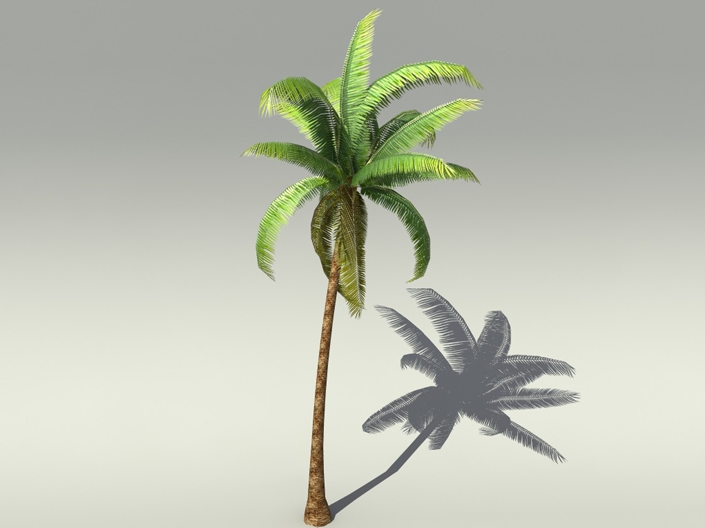 3D Model Palm Tree - TurboSquid 1239948