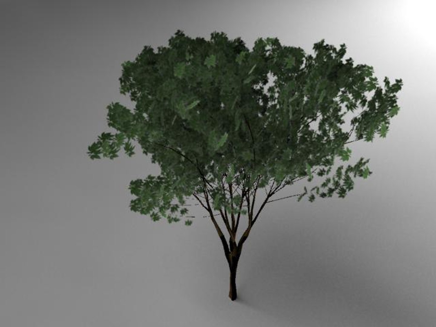 3d keyaki tree