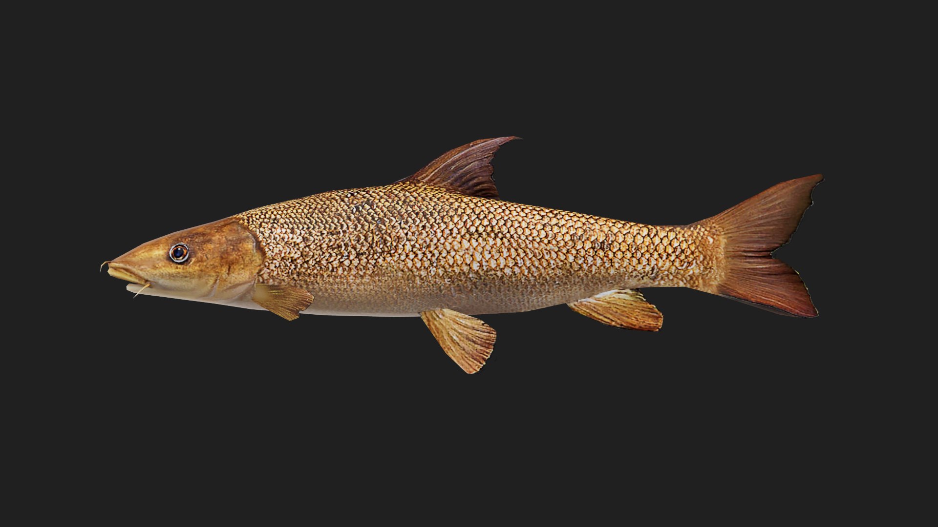 Fish 3D Model - TurboSquid 2123108