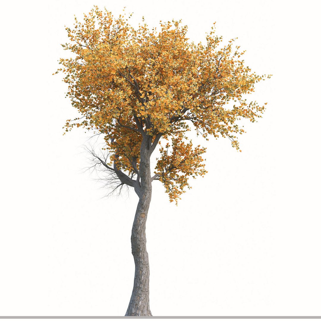 Set Of Populus Euphratica Or Euphrates Poplar Tree - 2 Trees Model ...