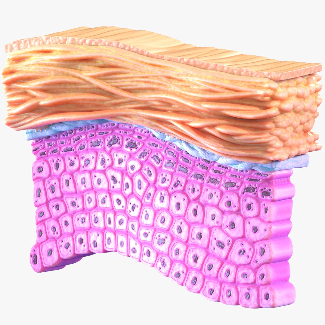 Epidermis Cross Section 3D Model - TurboSquid 2008836
