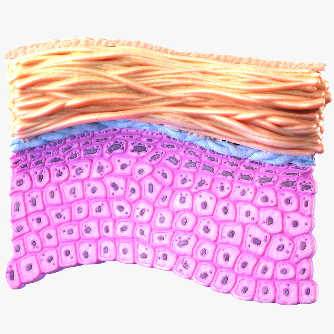 Epidermis Cross Section 3D Model - TurboSquid 2008836