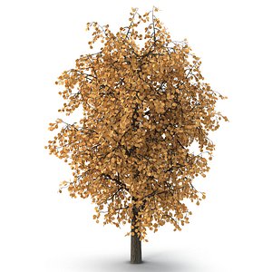 Money Tree 3D Models for Download | TurboSquid