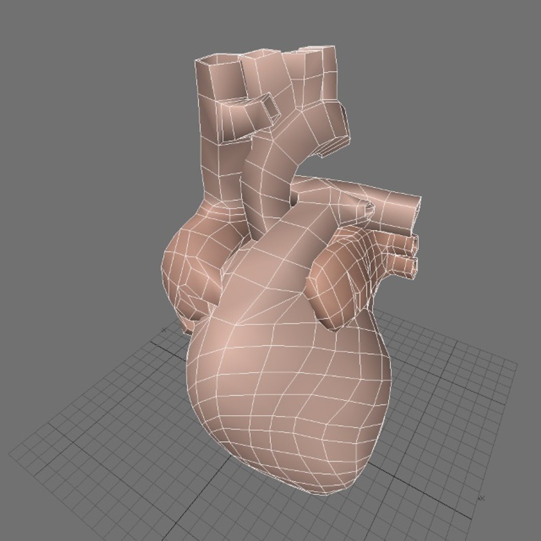 Human Heart 3d Model