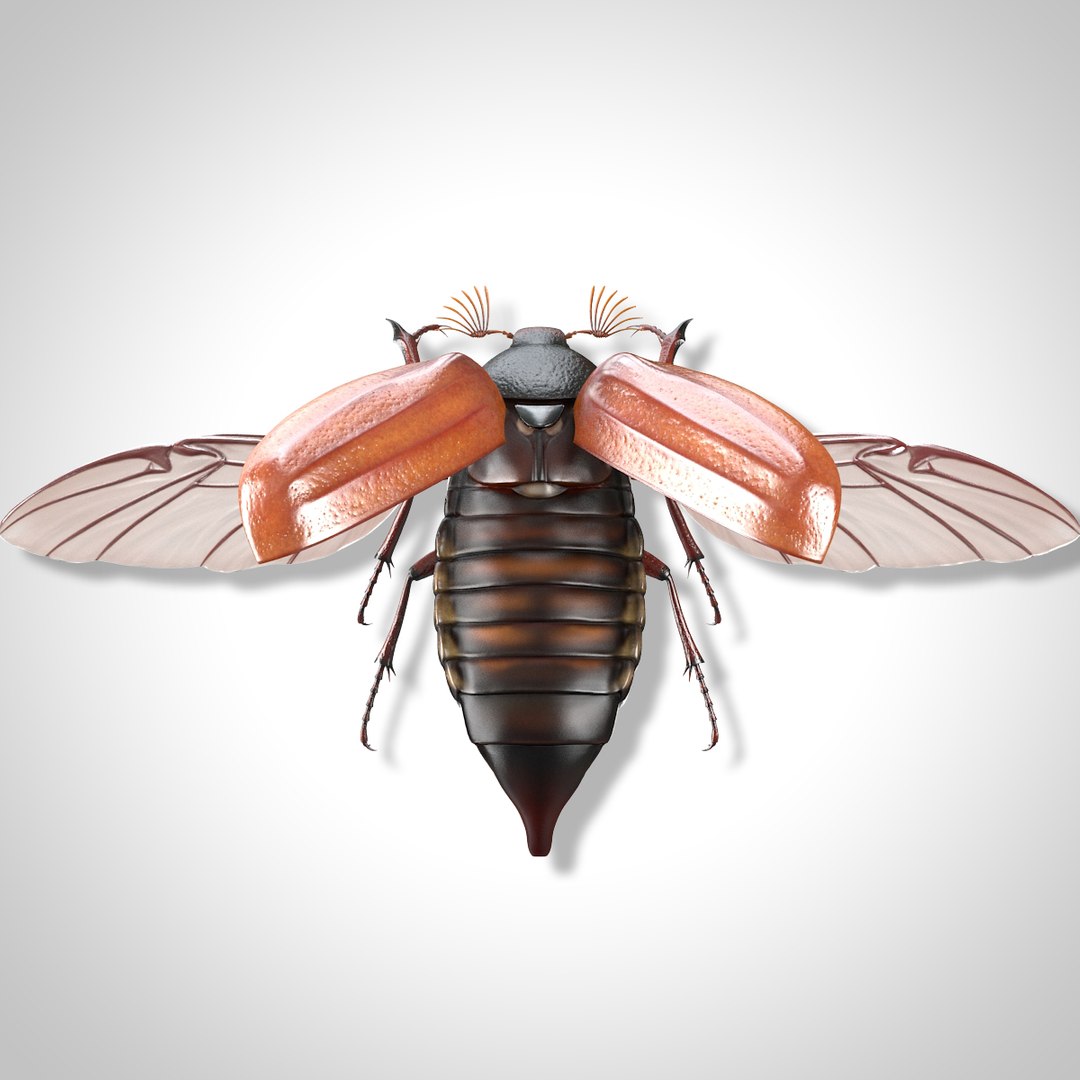 Bug Wings Modeled Max