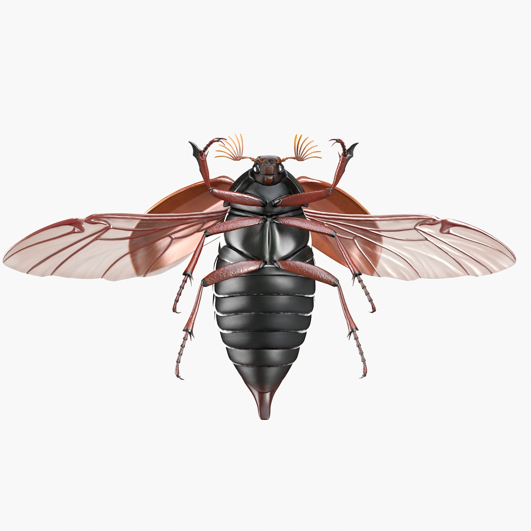 Bug Wings Modeled Max