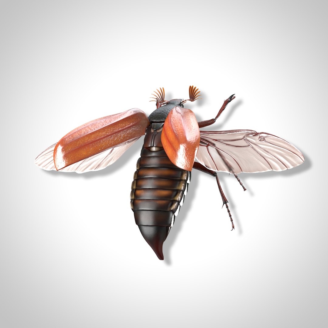 Bug Wings Modeled Max