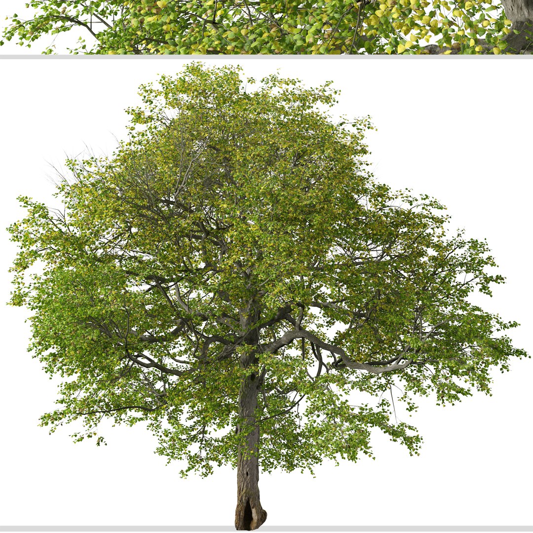3D Set Of Tilia Cordata Or Small-leaved Lime Tree - TurboSquid 1967919