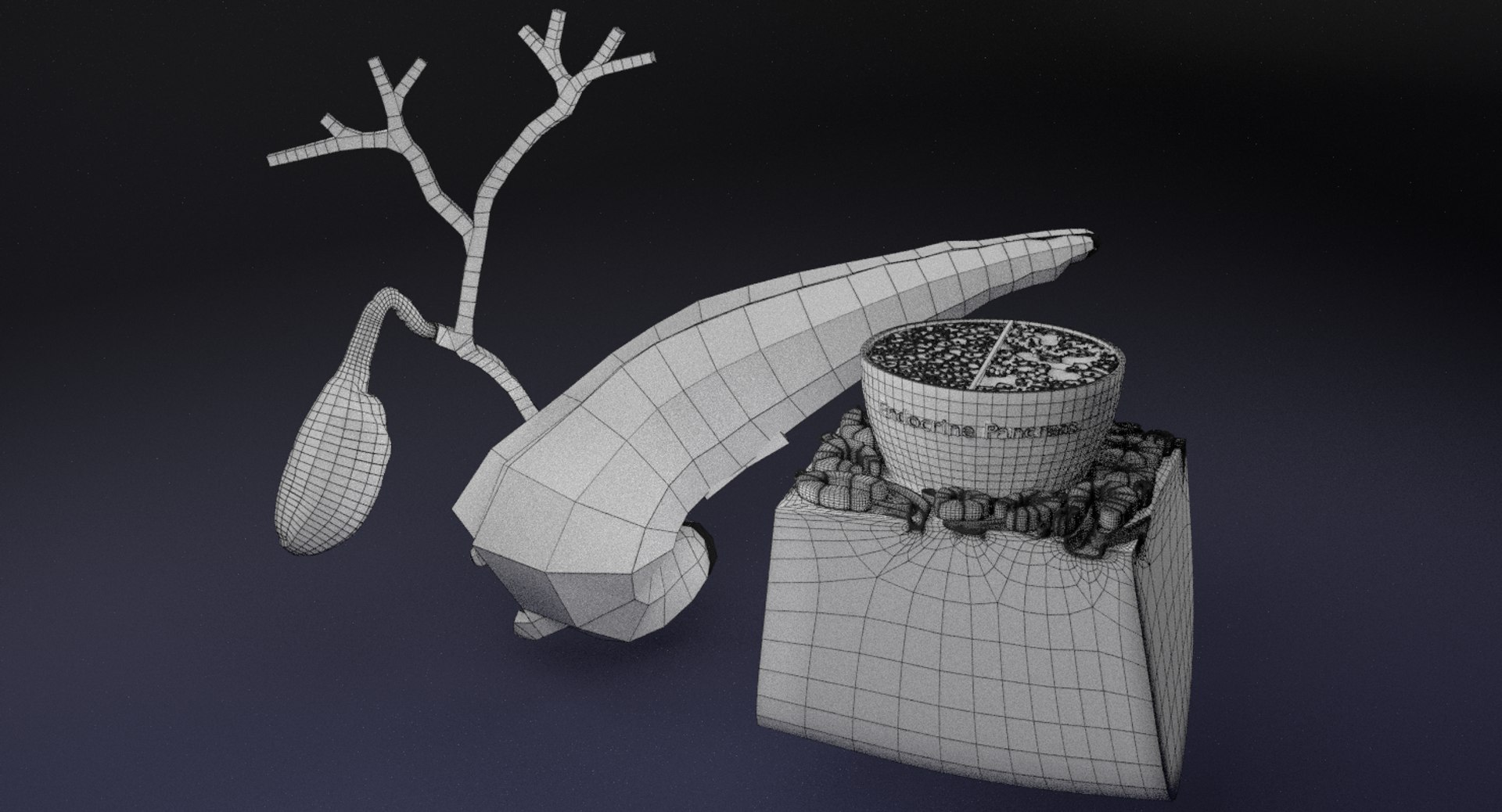 Pancreas diabetes anatomy islets model - TurboSquid 1409362
