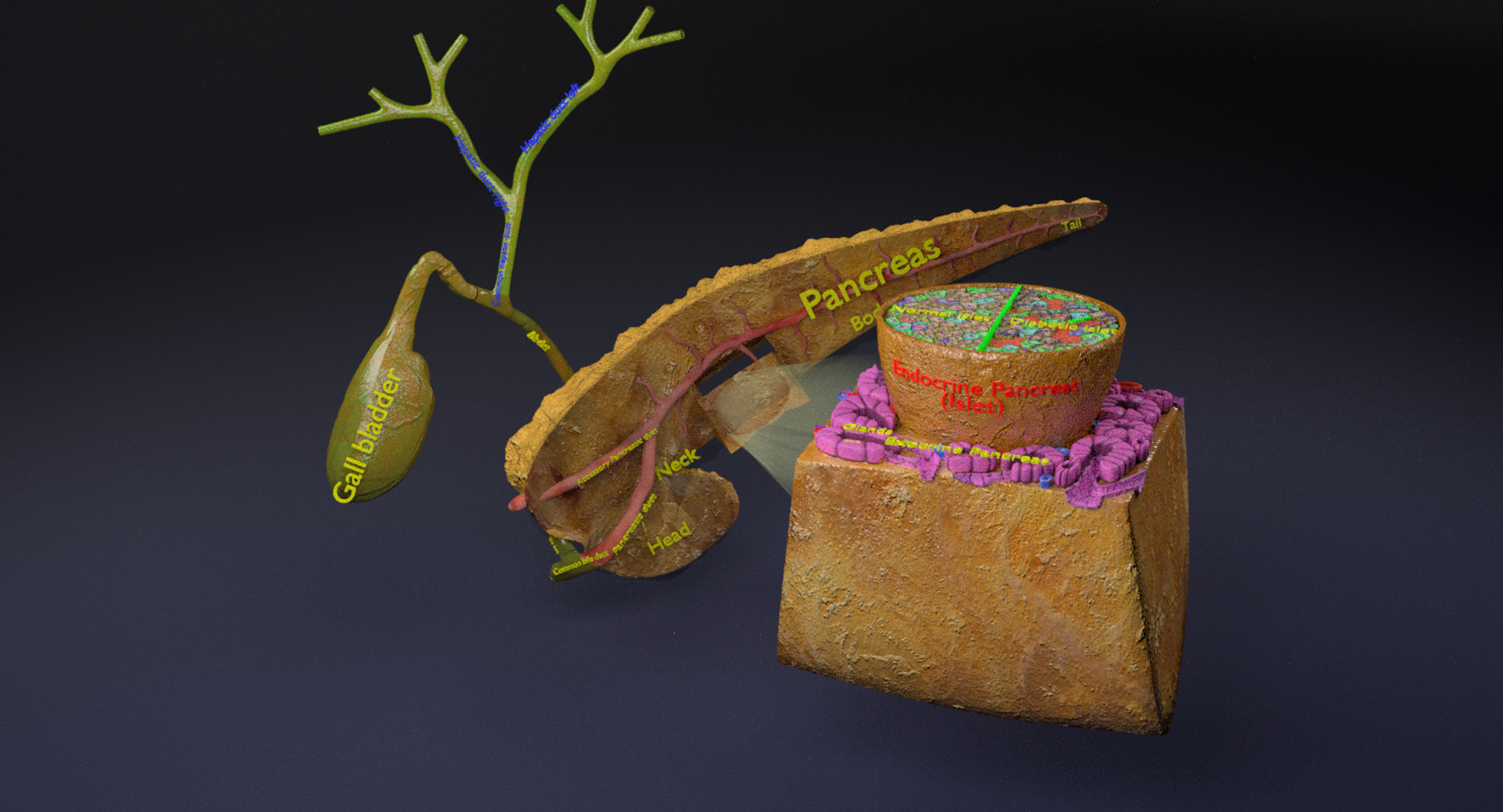 Pancreas diabetes anatomy islets model - TurboSquid 1409362