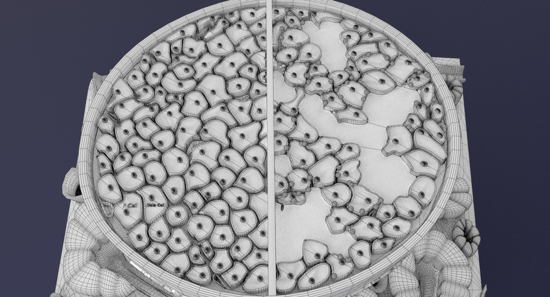 Pancreas diabetes anatomy islets model - TurboSquid 1409362
