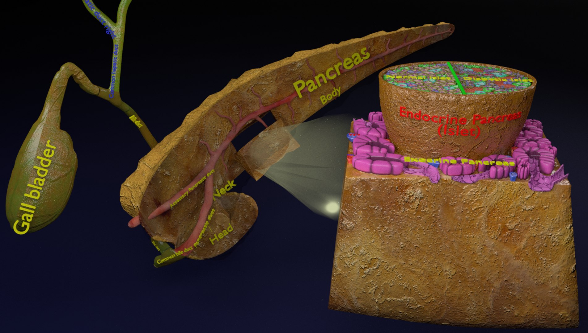 Pancreas Diabetes Anatomy Islets Model - TurboSquid 1409362