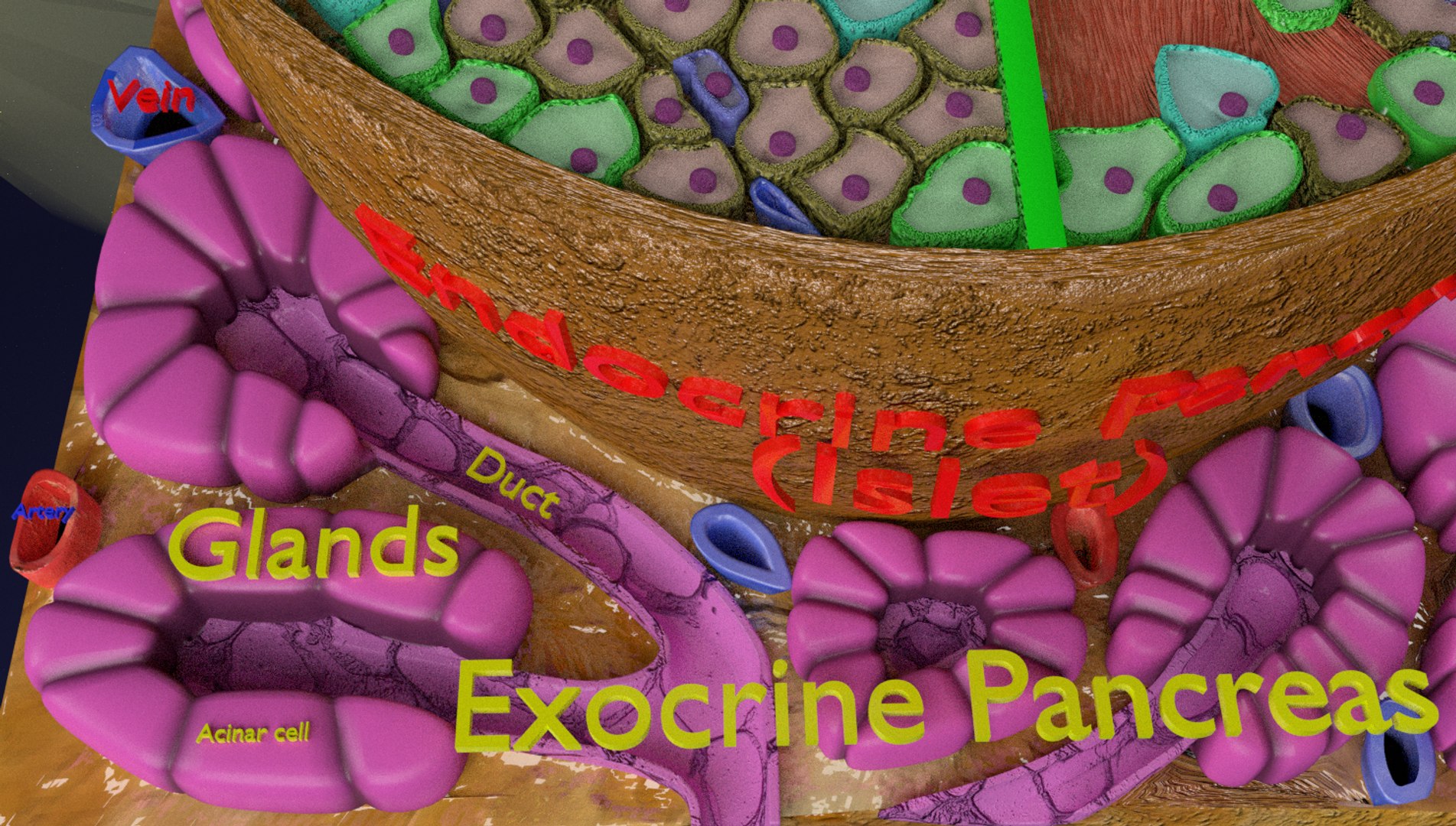 Pancreas Diabetes Anatomy Islets Model - TurboSquid 1409362