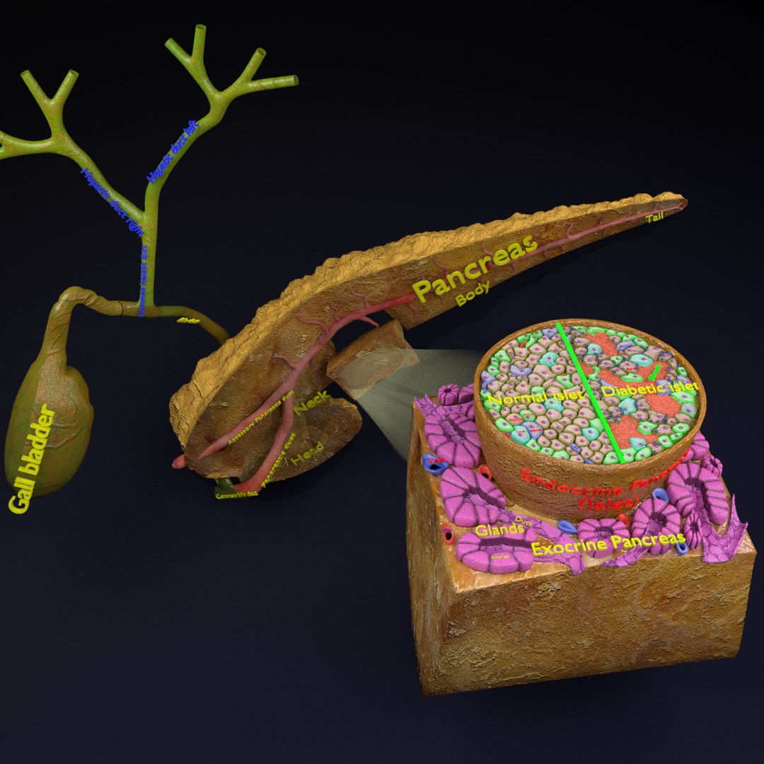 Pancreas Diabetes Anatomy Islets Model - TurboSquid 1409362