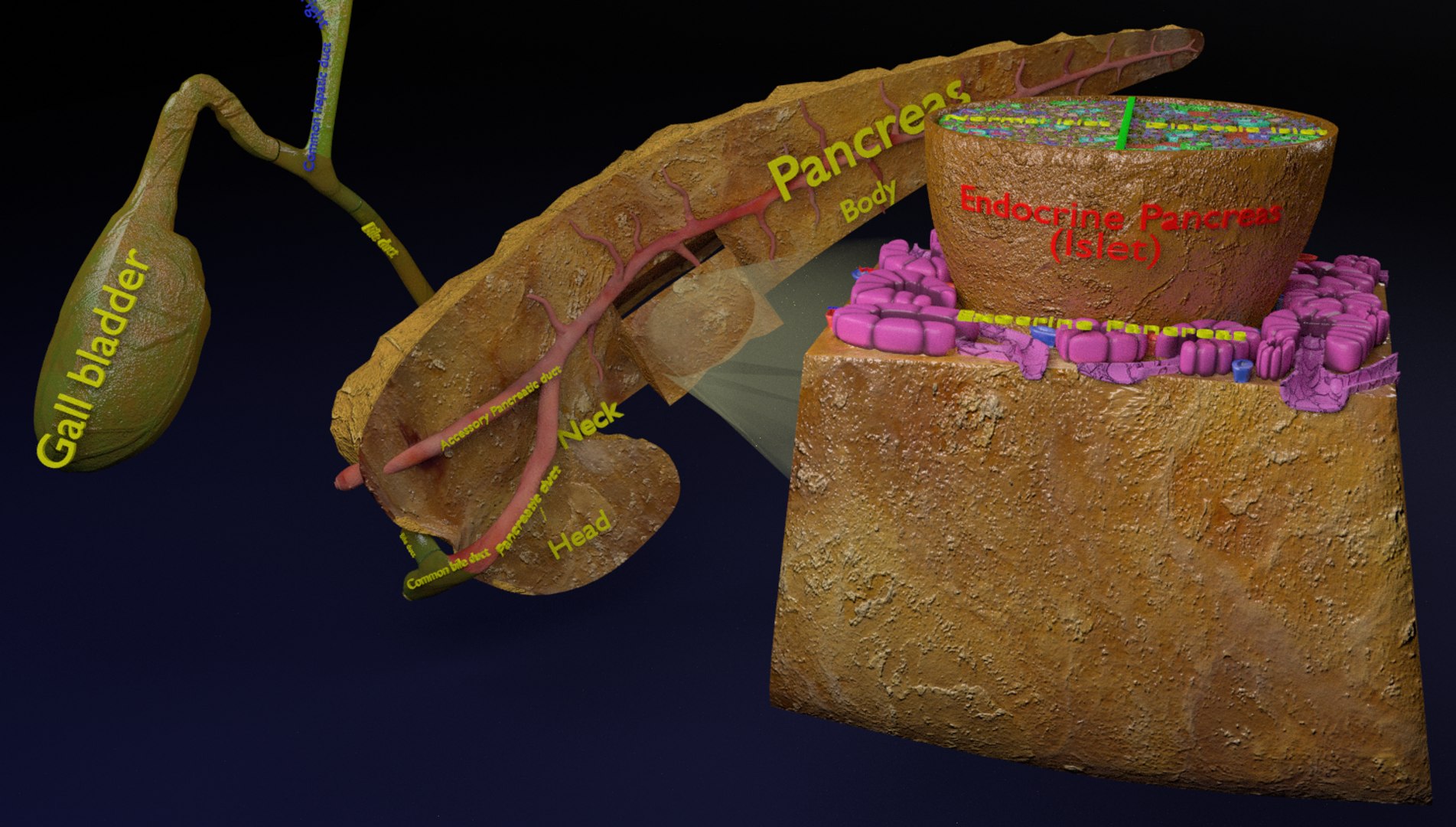 Pancreas Diabetes Anatomy Islets Model - TurboSquid 1409362
