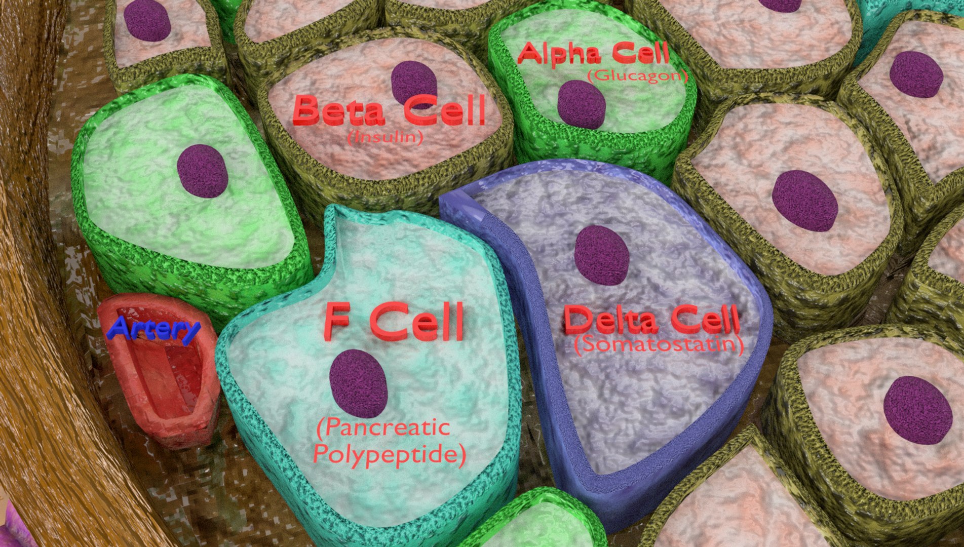Pancreas Diabetes Anatomy Islets Model - TurboSquid 1409362