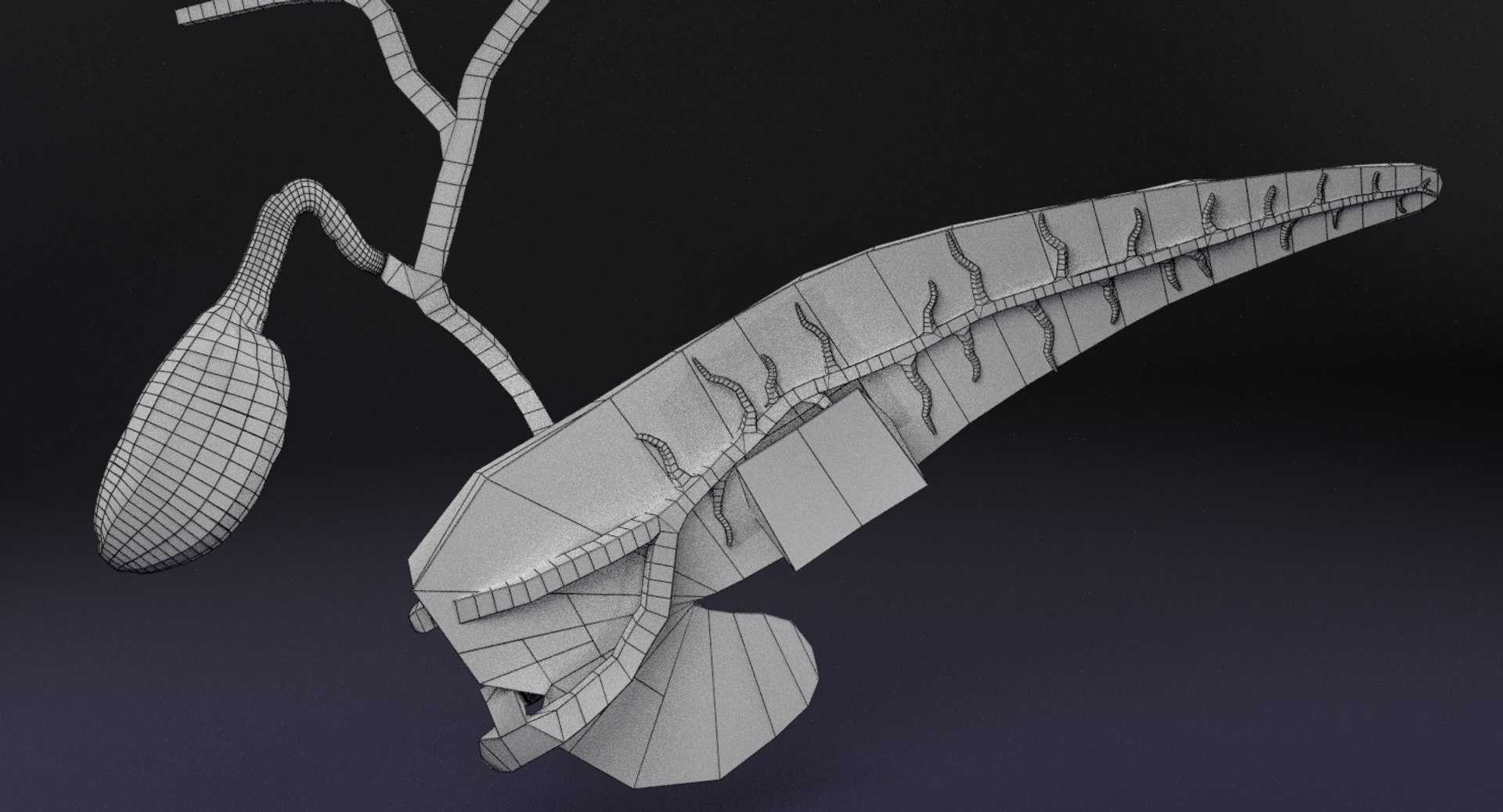 Pancreas diabetes anatomy islets model - TurboSquid 1409362