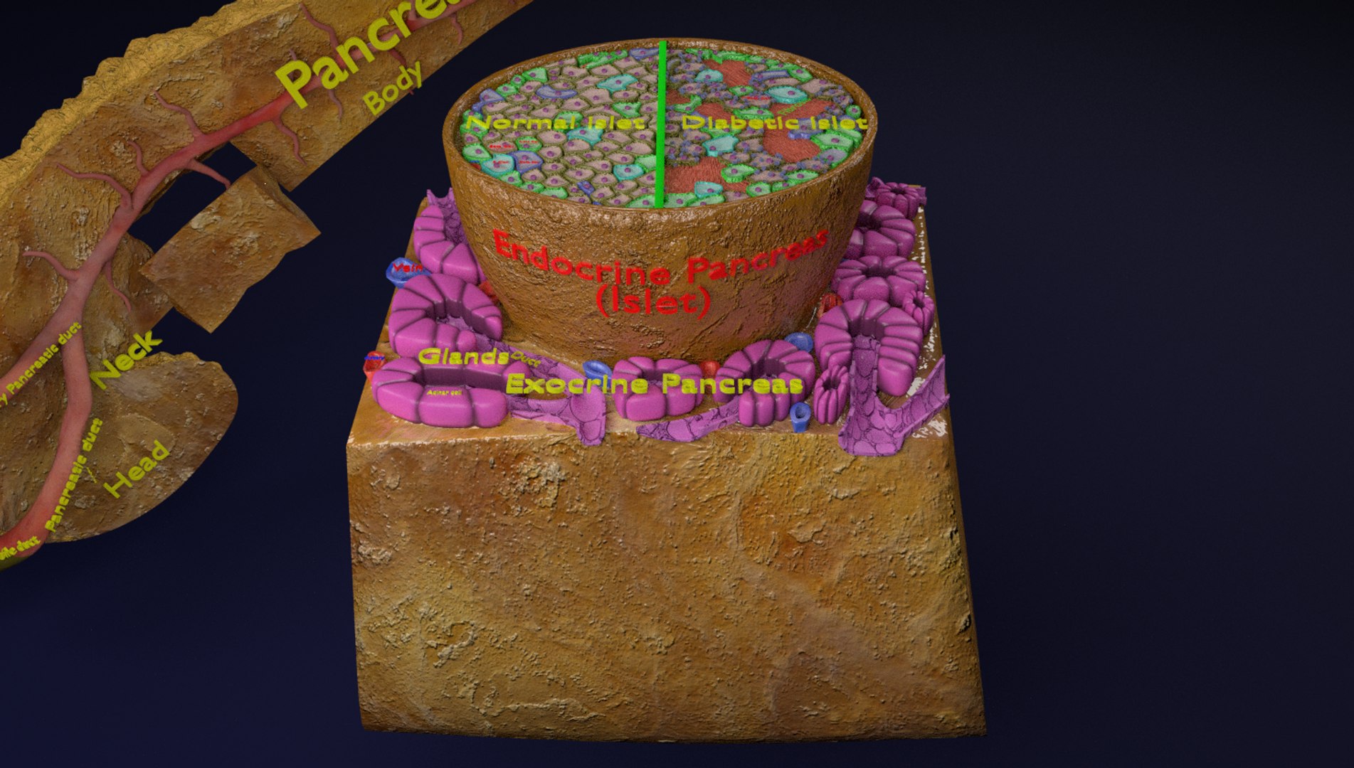 Pancreas Diabetes Anatomy Islets Model - TurboSquid 1409362