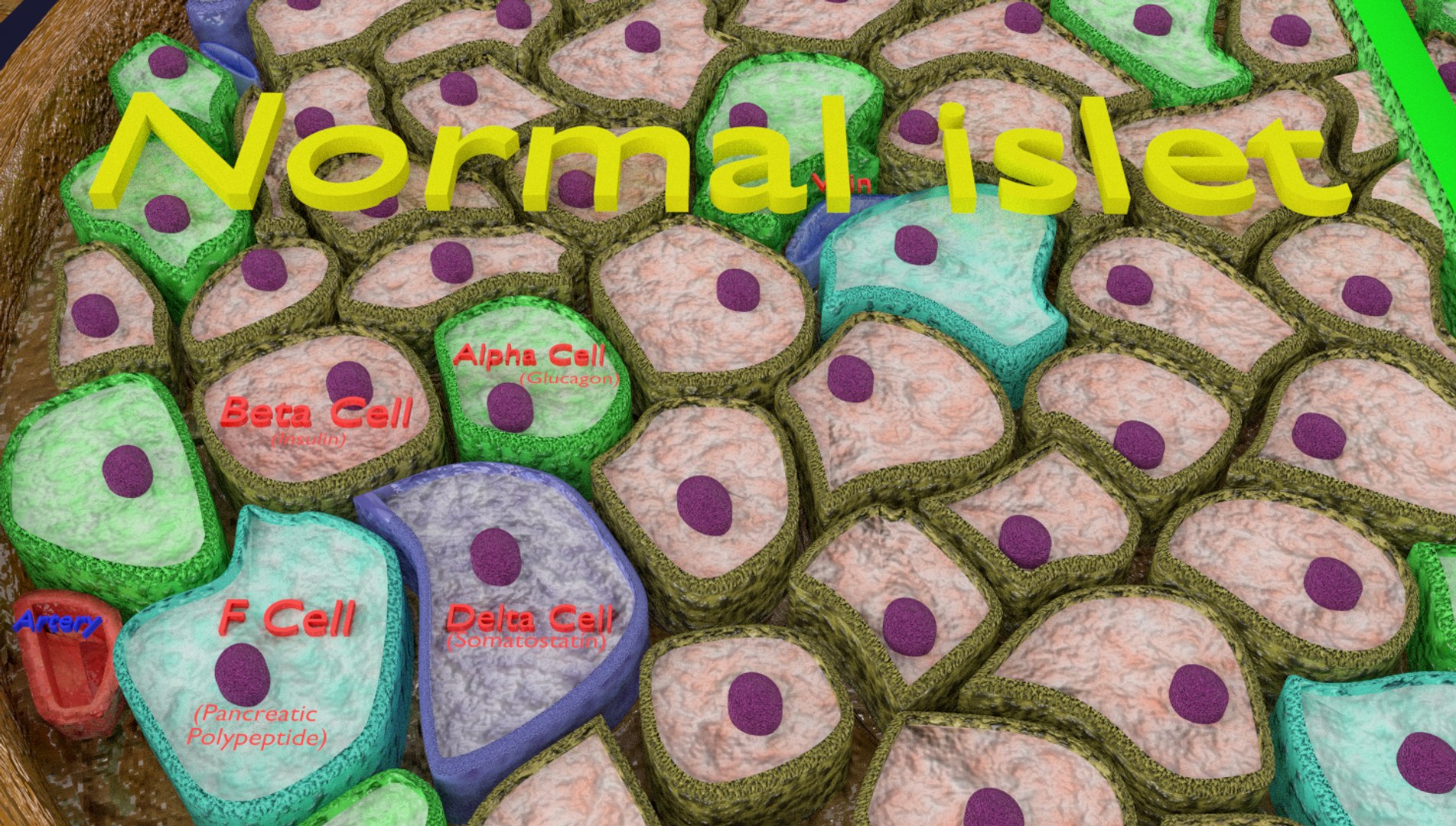Pancreas Diabetes Anatomy Islets Model - TurboSquid 1409362