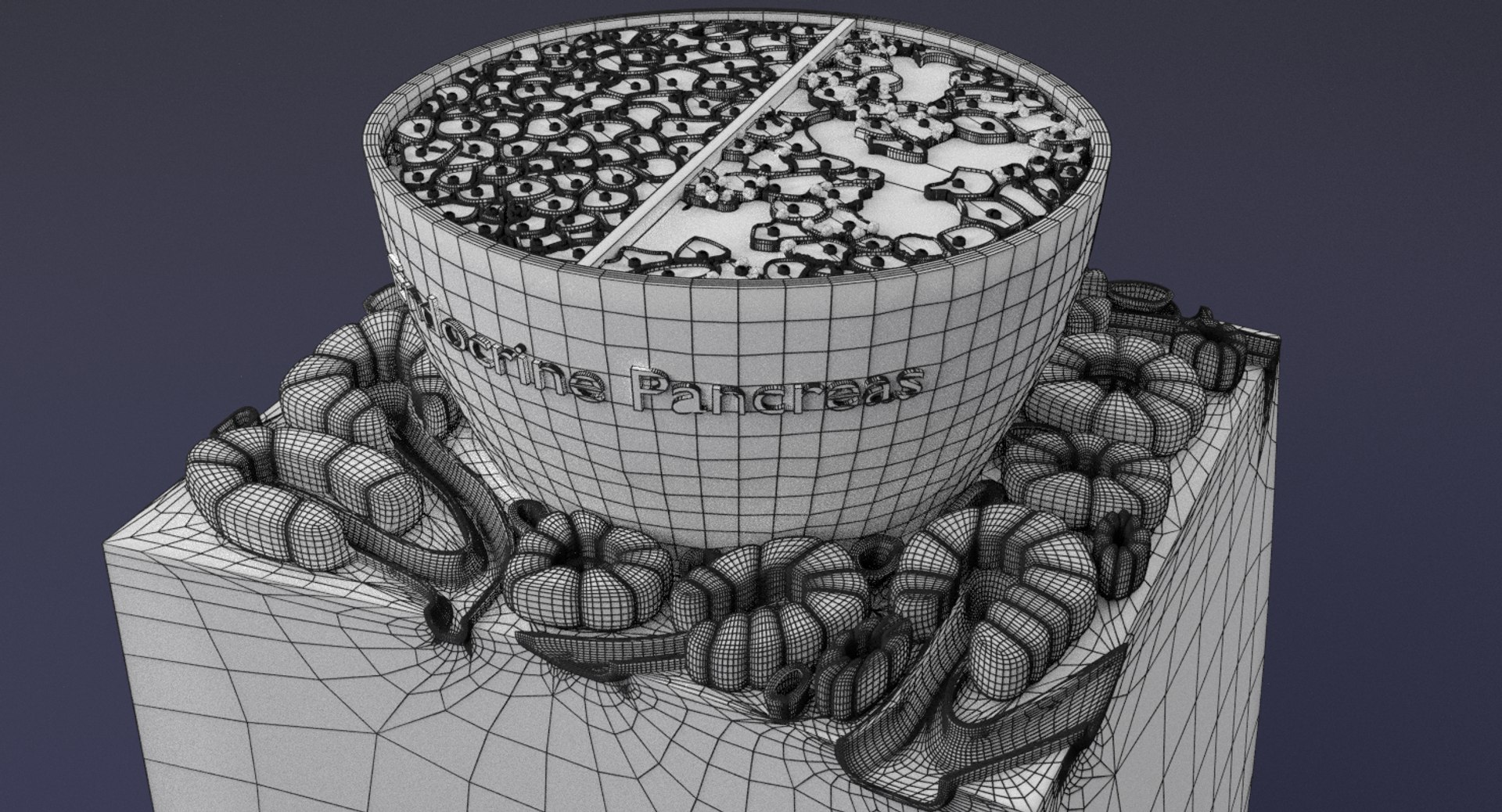 Pancreas diabetes anatomy islets model - TurboSquid 1409362