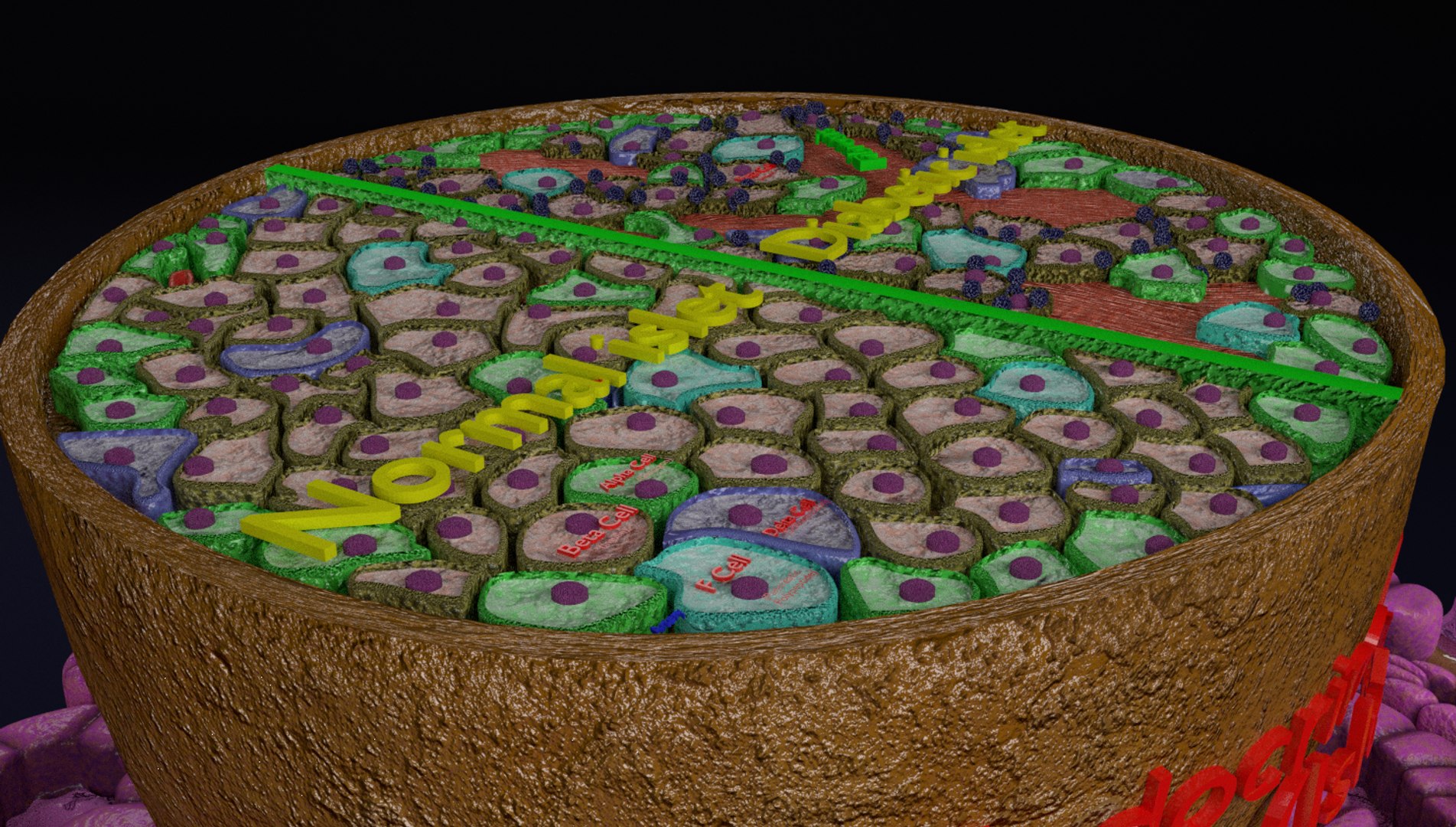 Pancreas diabetes anatomy islets model - TurboSquid 1409362