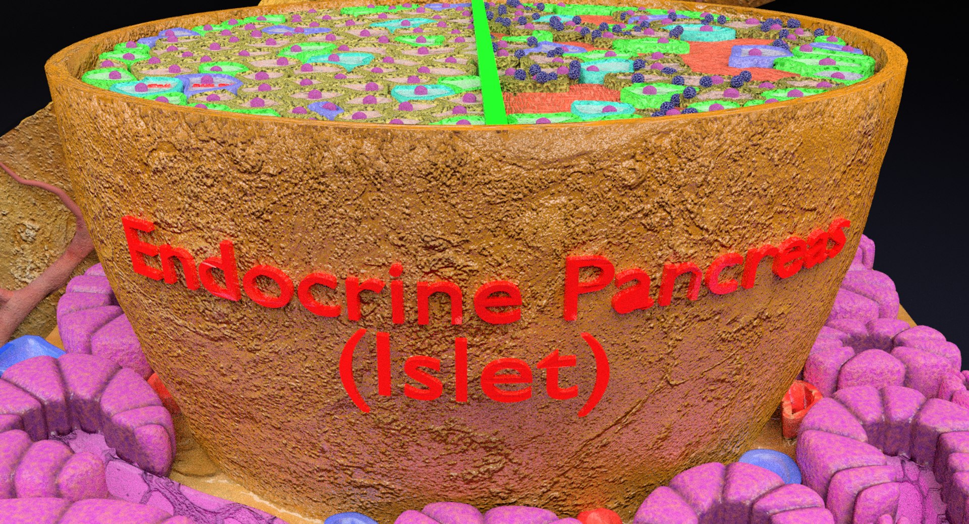 Pancreas Diabetes Anatomy Islets Model - TurboSquid 1409362