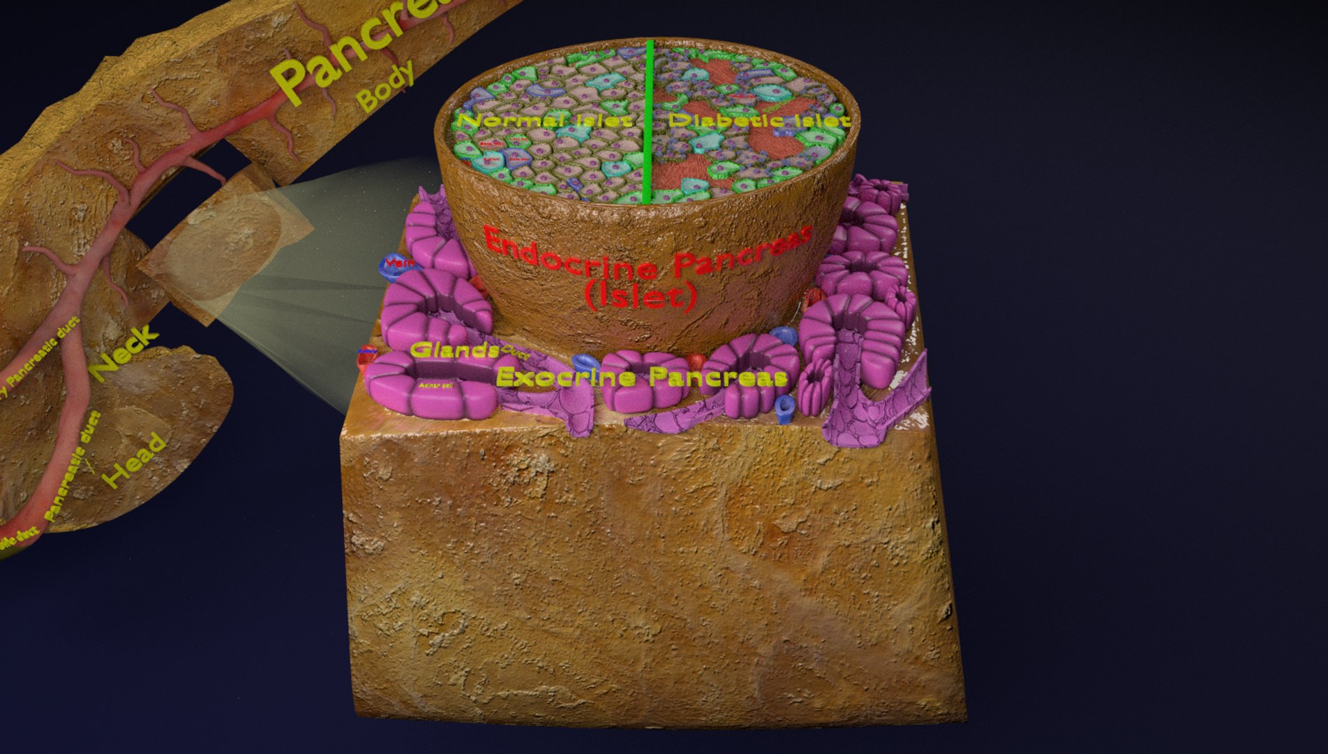 Pancreas Diabetes Anatomy Islets Model - TurboSquid 1409362