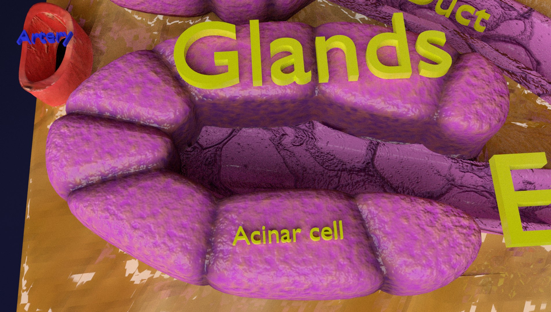 Pancreas Diabetes Anatomy Islets Model - TurboSquid 1409362
