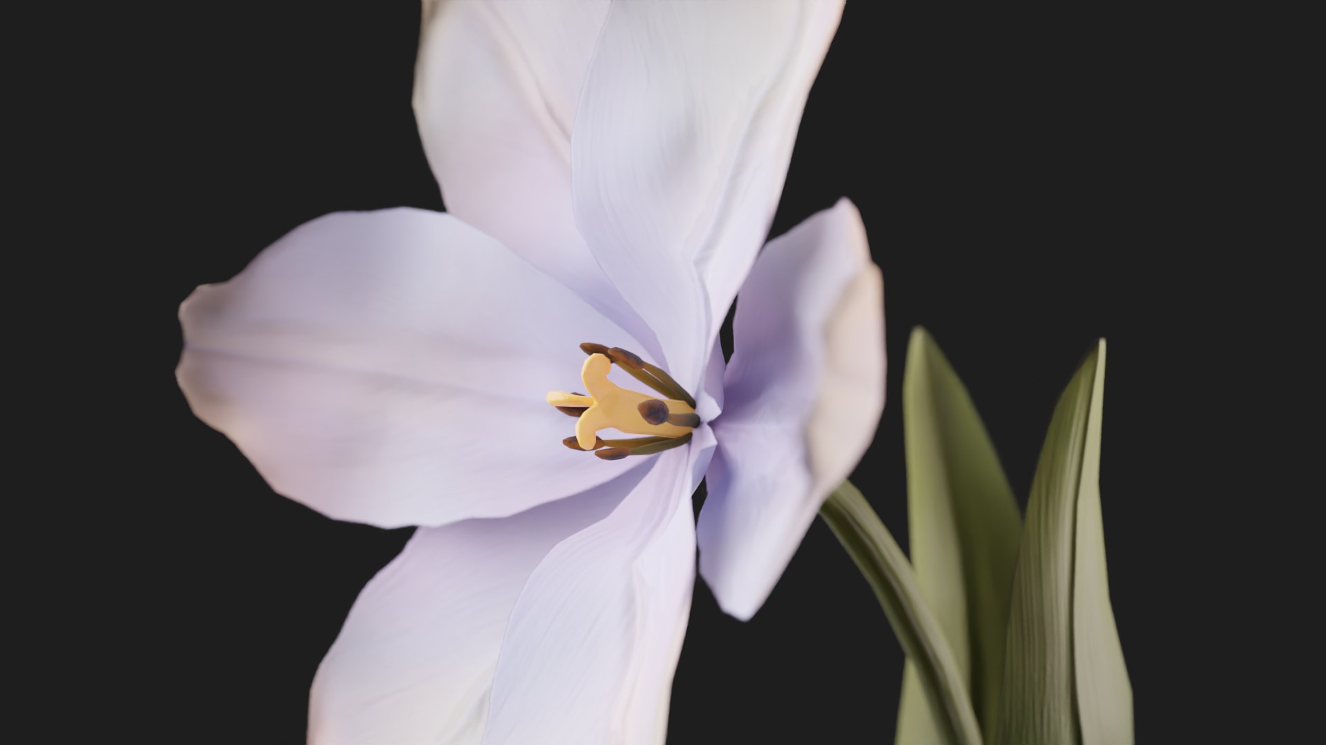 Tulip Flower Animated 3D Model - TurboSquid 2229983