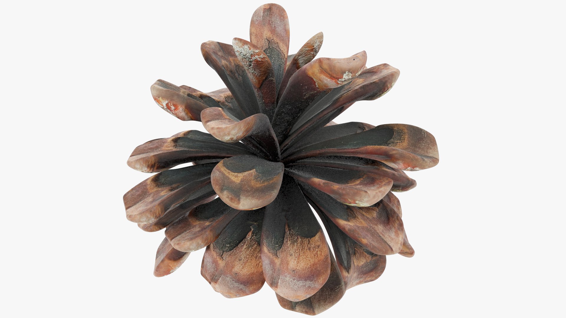 3D Conifer Cones Collection V1 model - TurboSquid 2151042