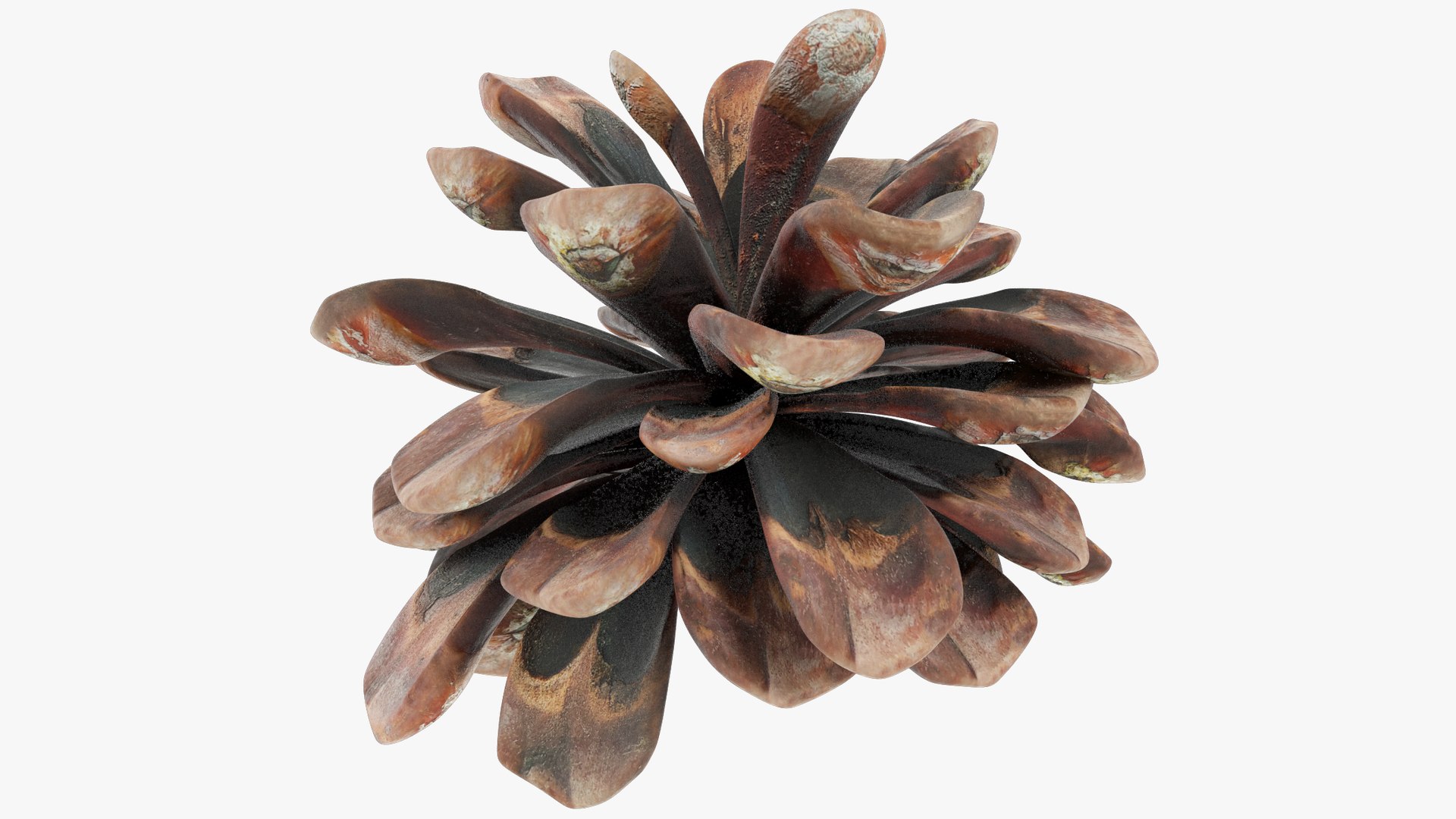 3D Conifer Cones Collection V1 model - TurboSquid 2151042