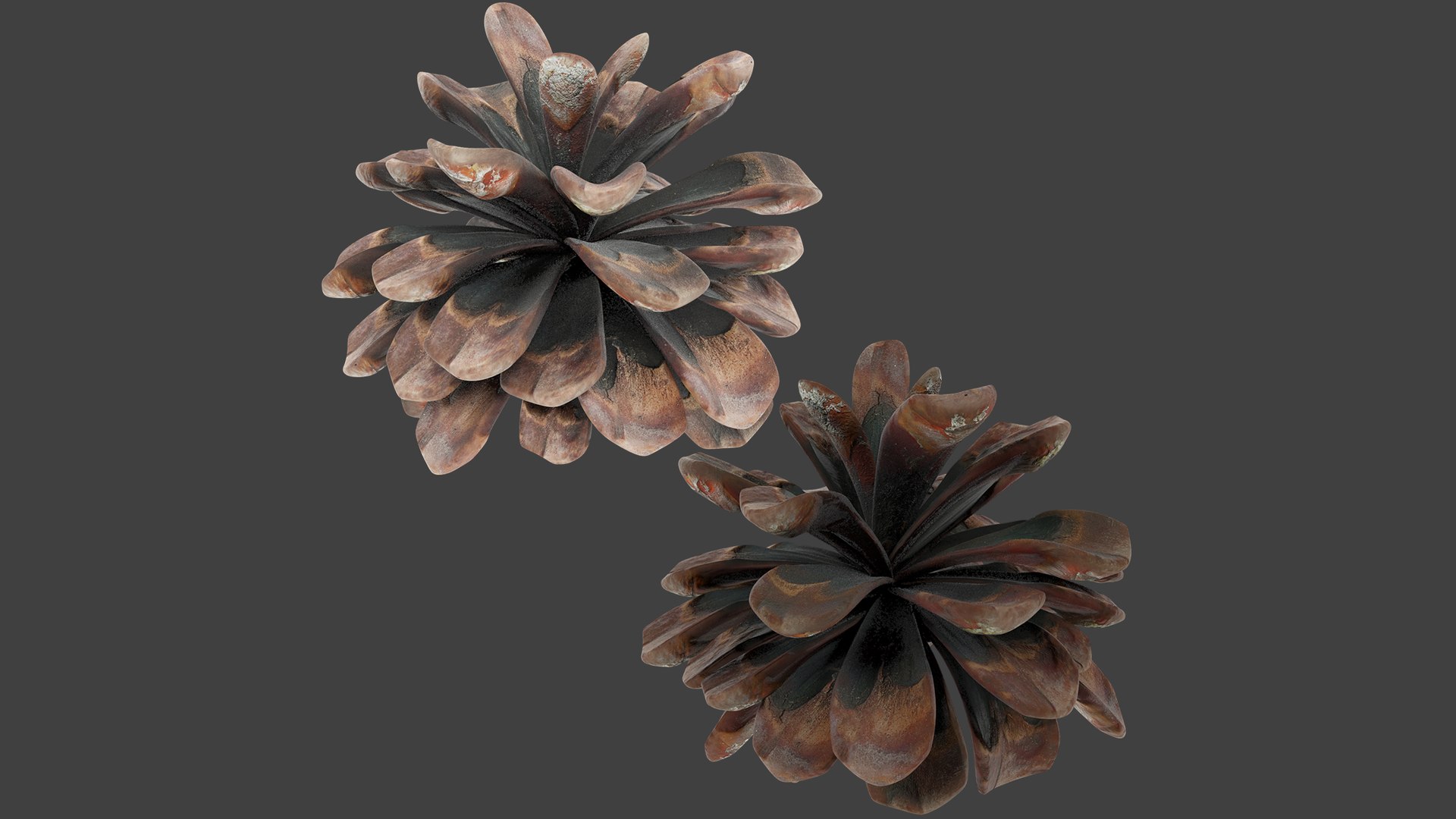 3D Conifer Cones Collection V1 model - TurboSquid 2151042