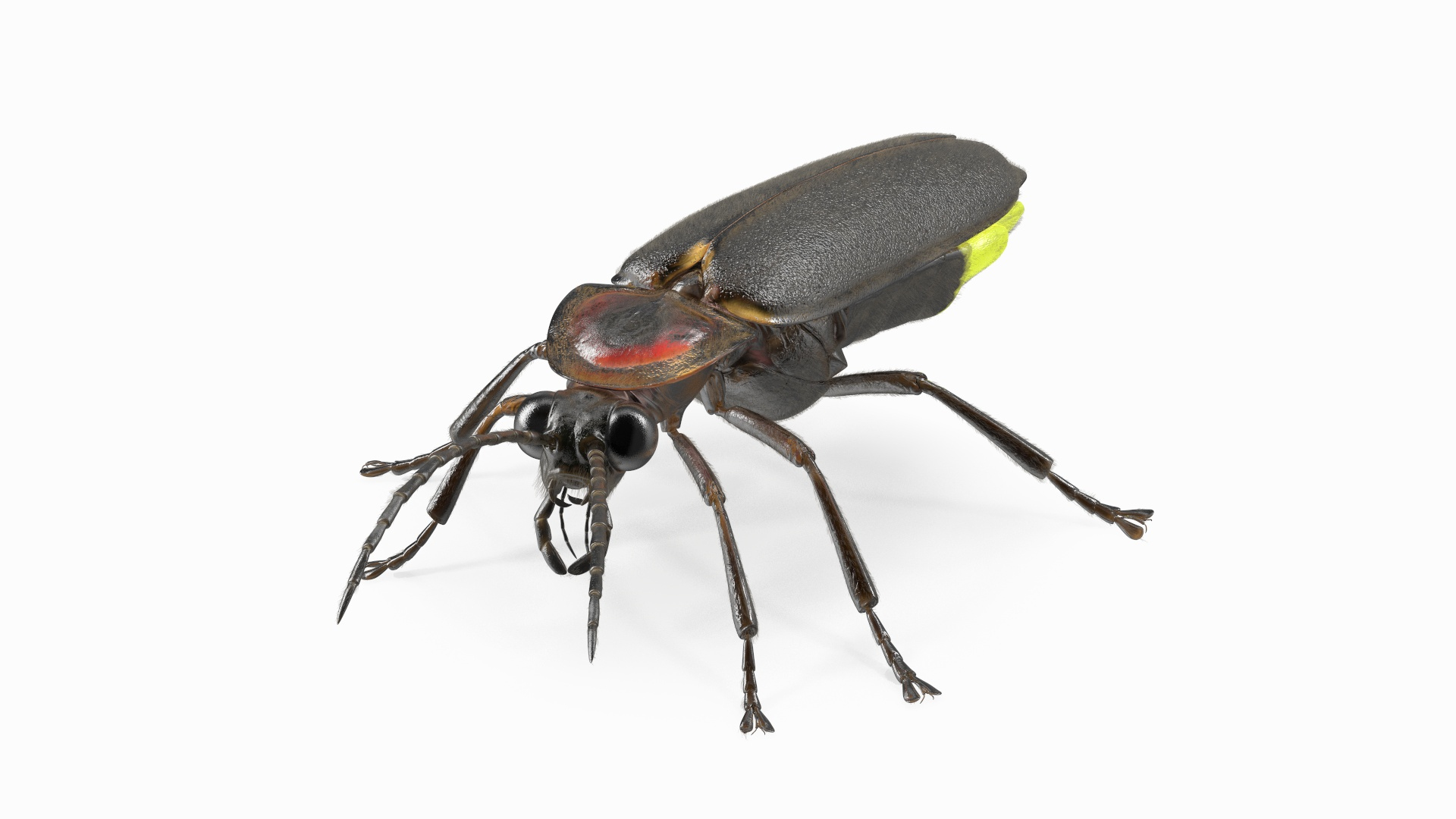 Glowing Big Dipper Firefly Crawling Pose Fur 3D - TurboSquid 2170455