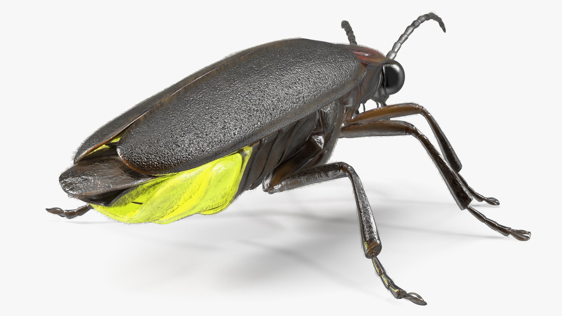 Glowing Big Dipper Firefly Crawling Pose Fur 3D - TurboSquid 2170455