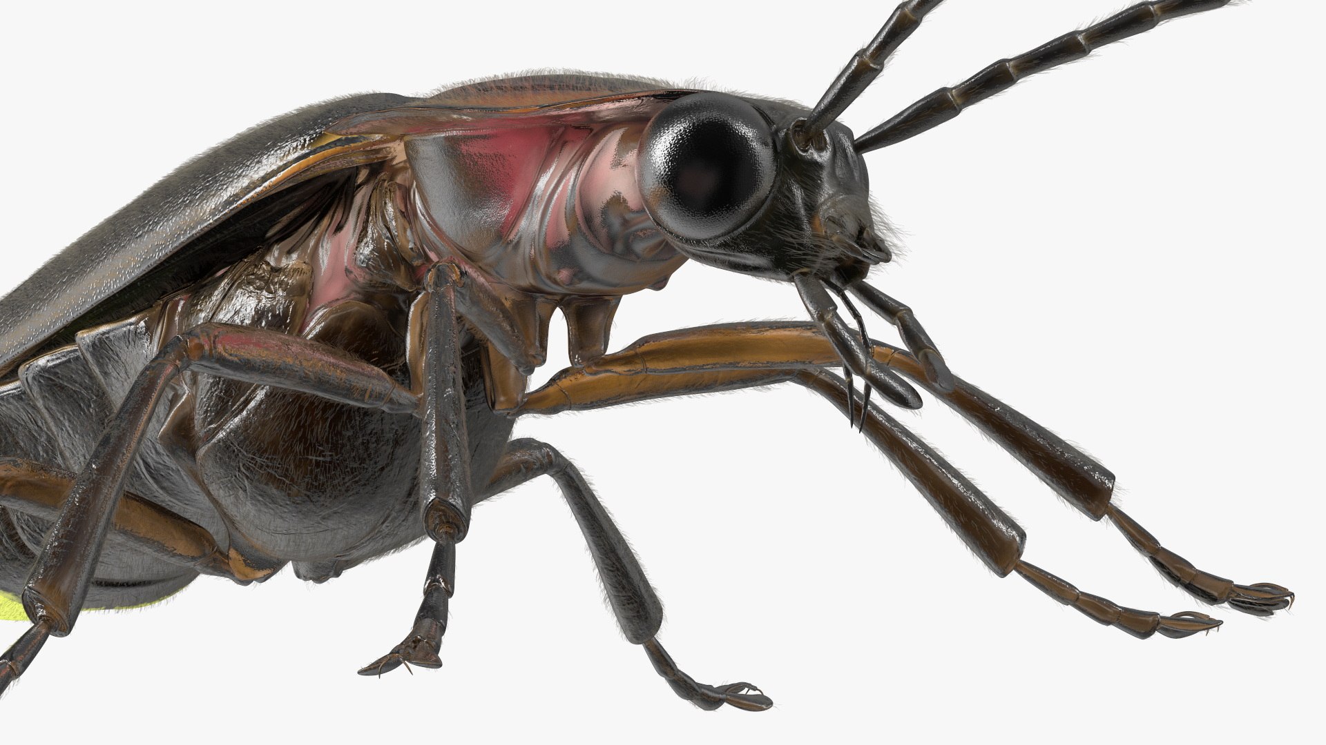 Glowing Big Dipper Firefly Crawling Pose Fur 3D - TurboSquid 2170455