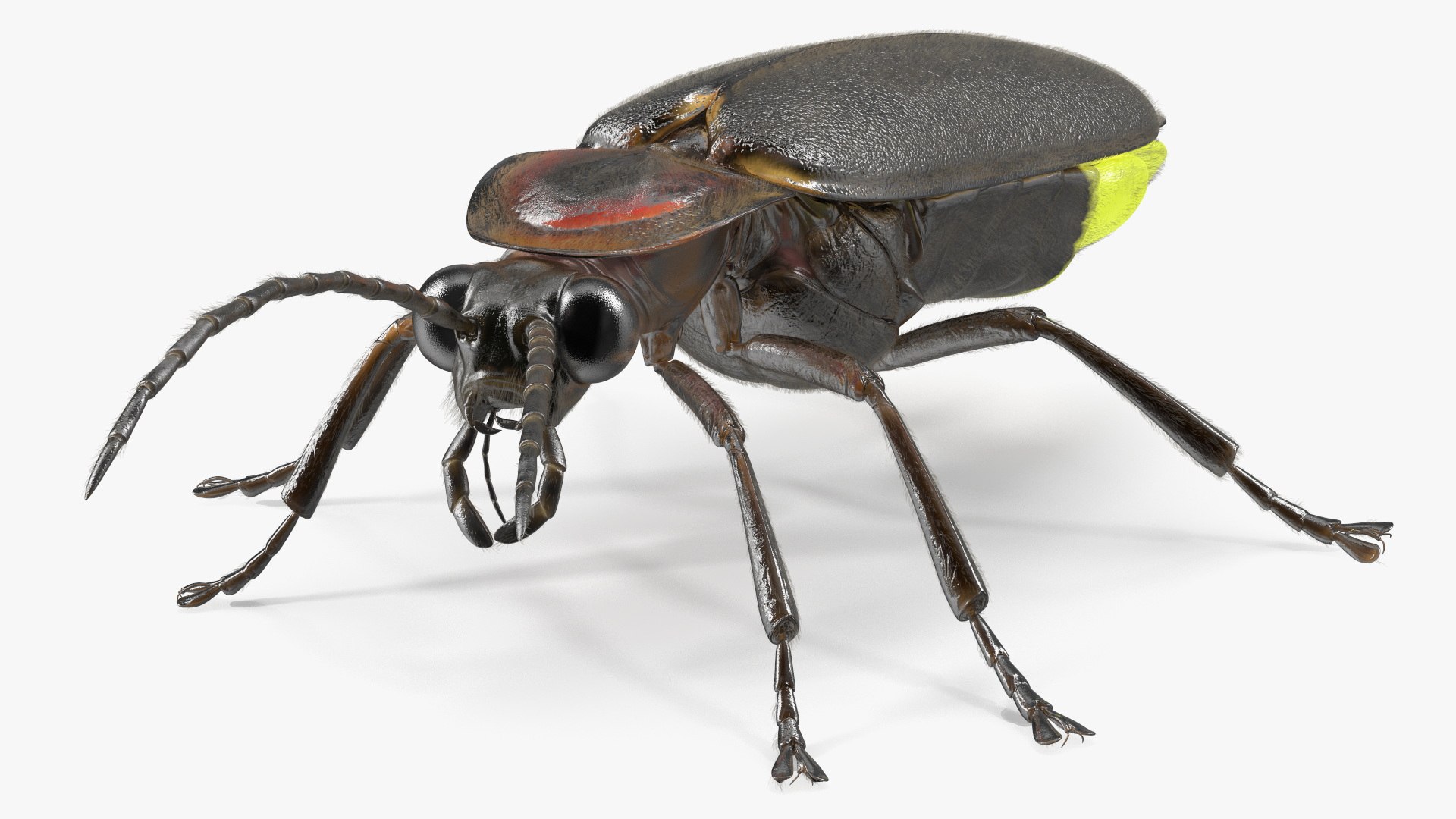 Glowing Big Dipper Firefly Crawling Pose Fur 3D - TurboSquid 2170455