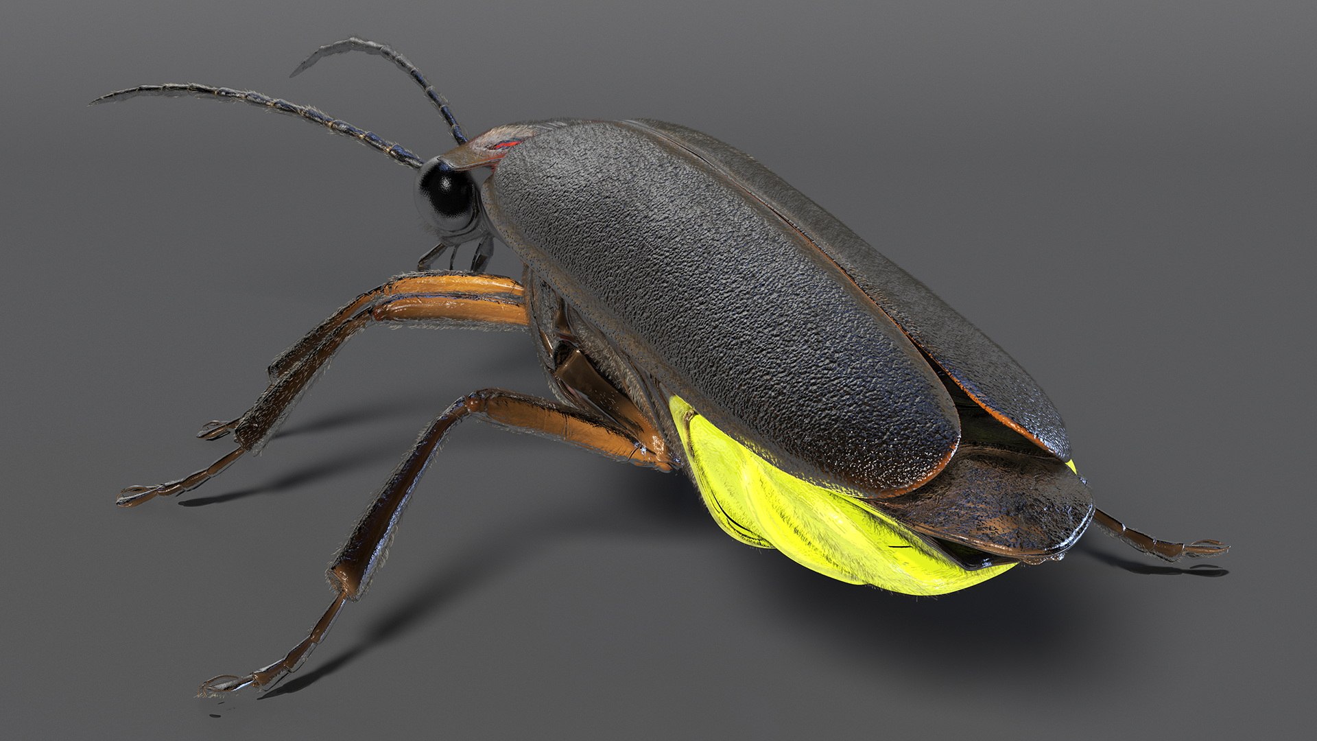 Glowing Big Dipper Firefly Crawling Pose Fur 3D - TurboSquid 2170455
