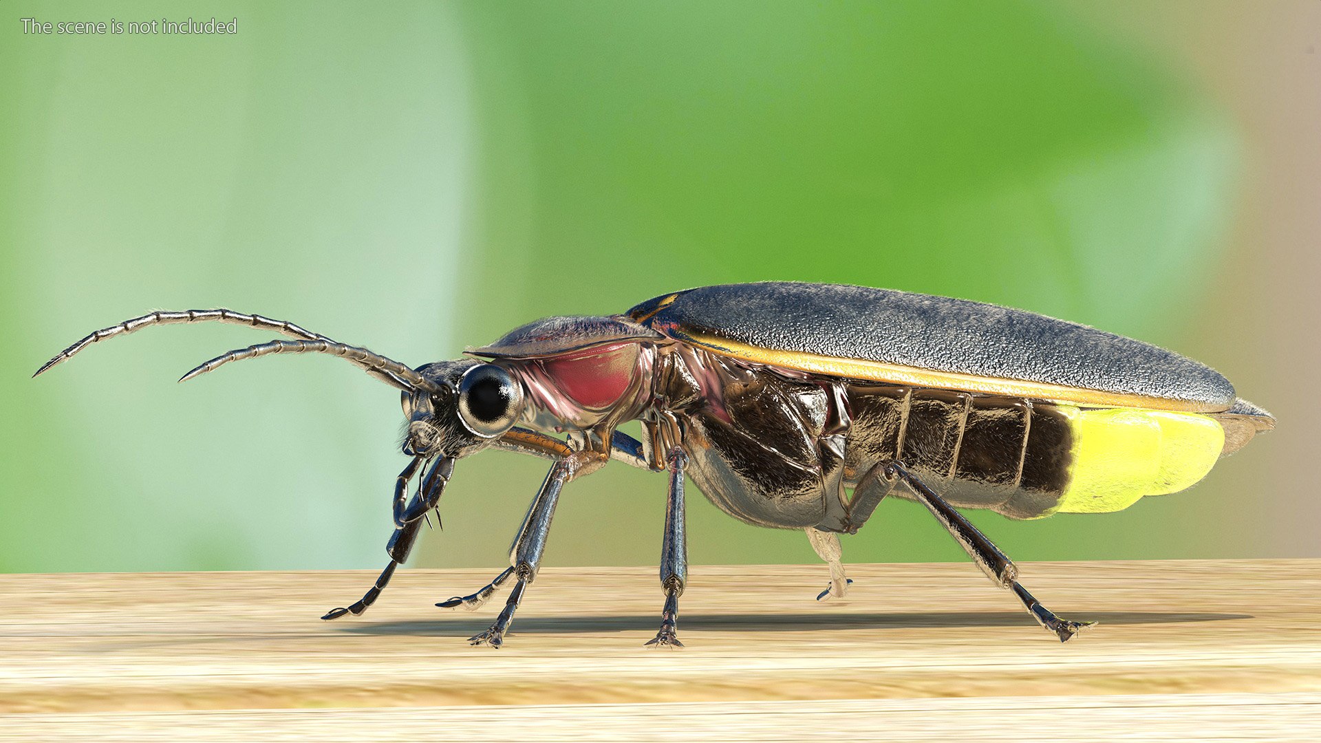 Glowing Big Dipper Firefly Crawling Pose Fur 3D - TurboSquid 2170455