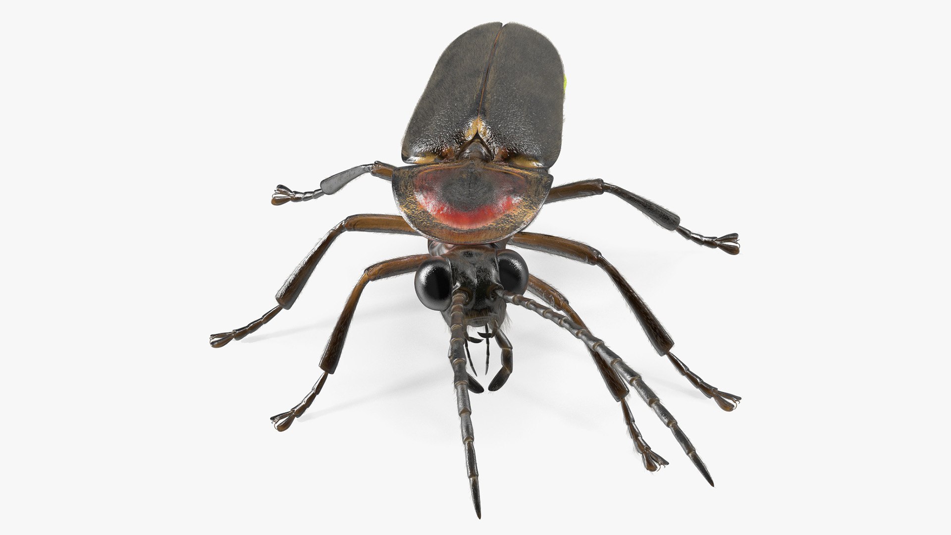 Glowing Big Dipper Firefly Crawling Pose Fur 3D - TurboSquid 2170455