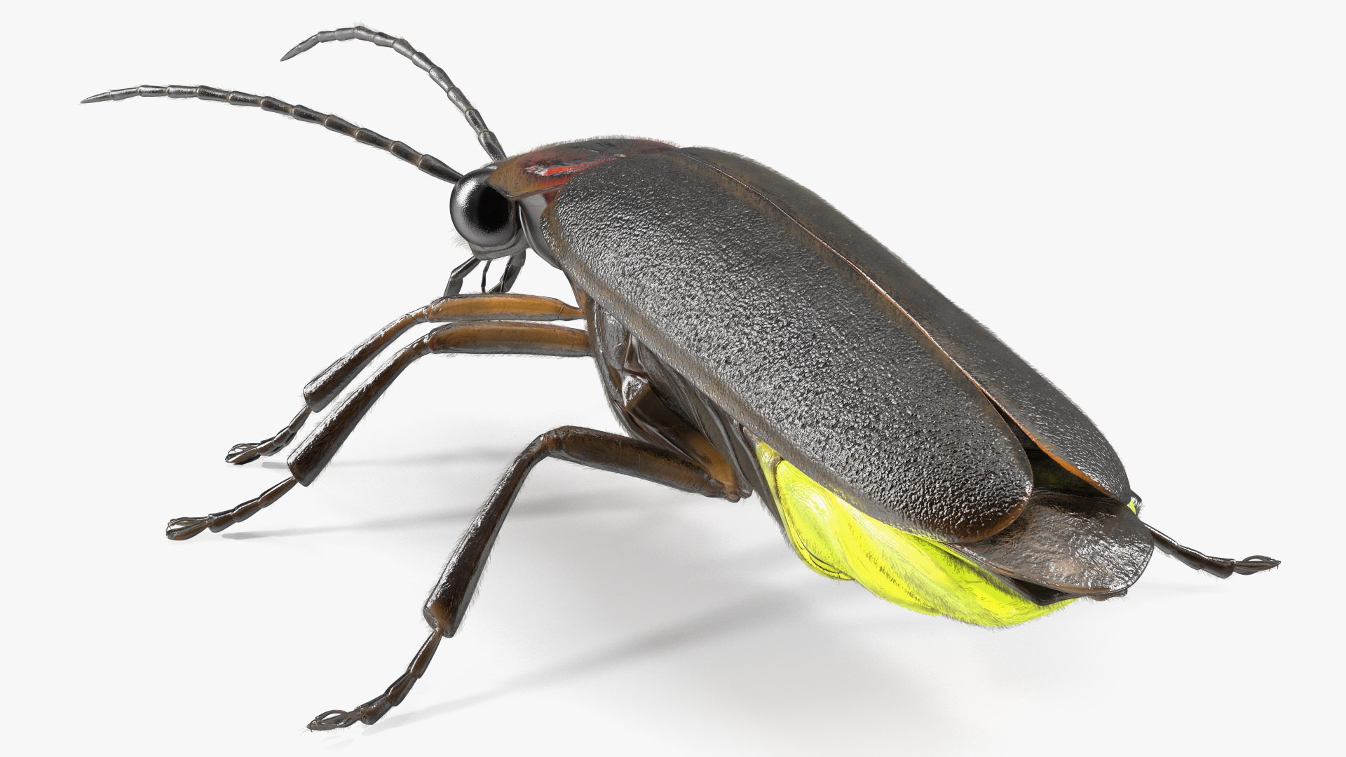 Glowing Big Dipper Firefly Crawling Pose Fur 3D - TurboSquid 2170455