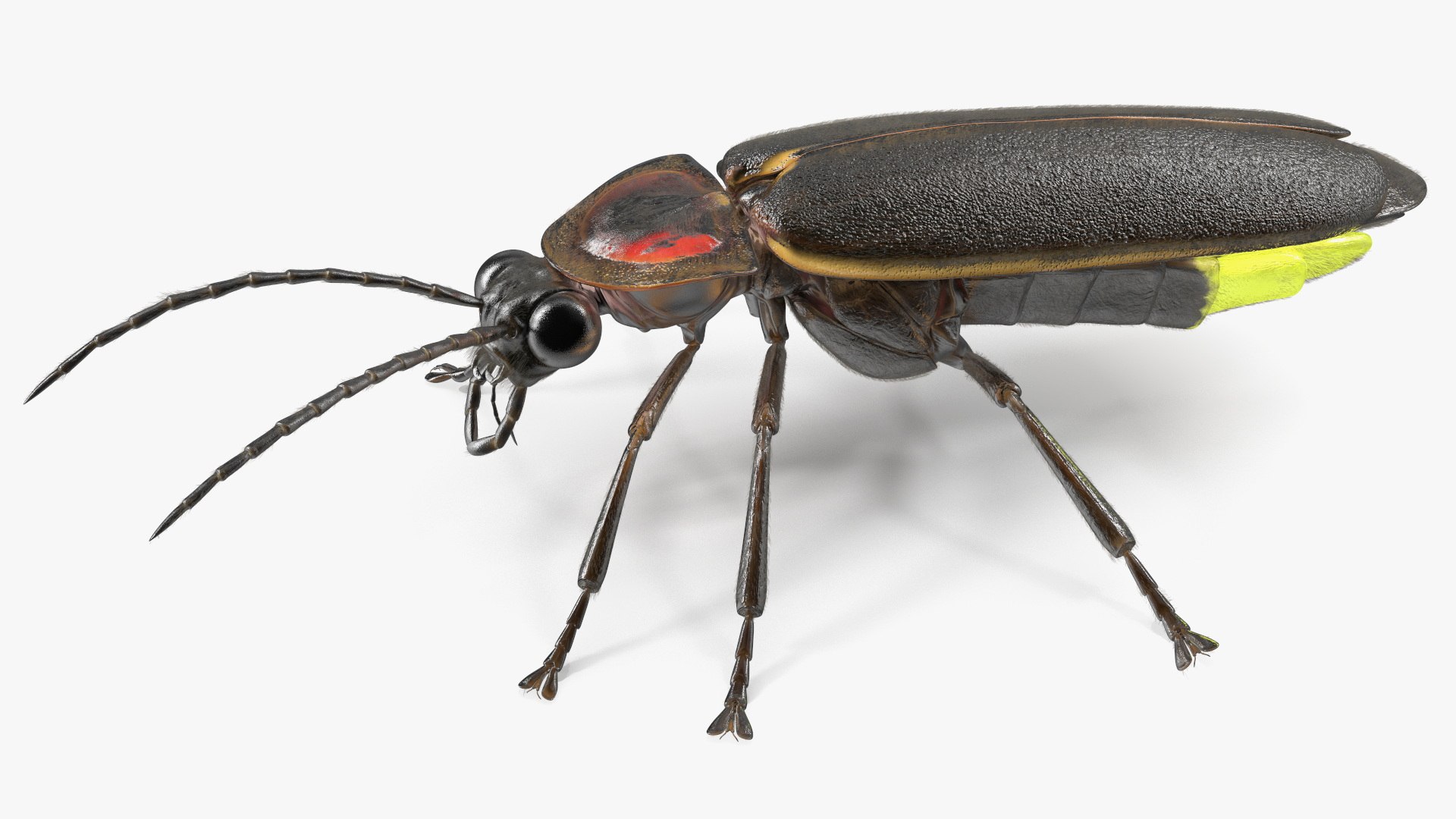 Glowing Big Dipper Firefly Crawling Pose Fur 3D - TurboSquid 2170455