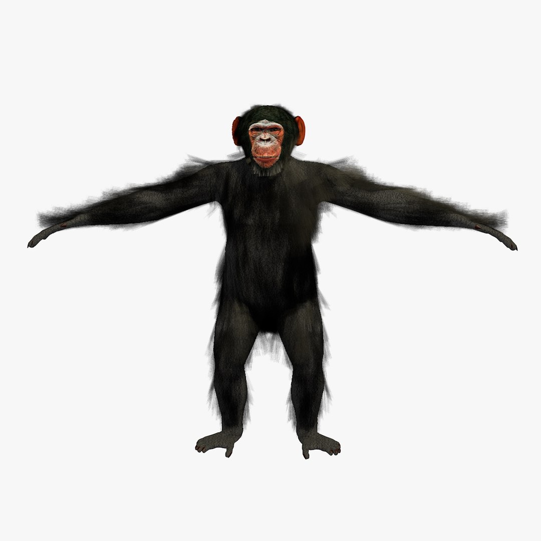 3d Rigged Chimpanzee Walking Animations