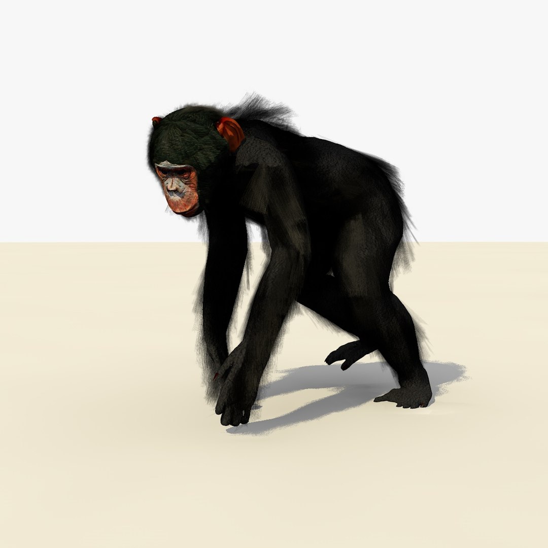3d Rigged Chimpanzee Walking Animations