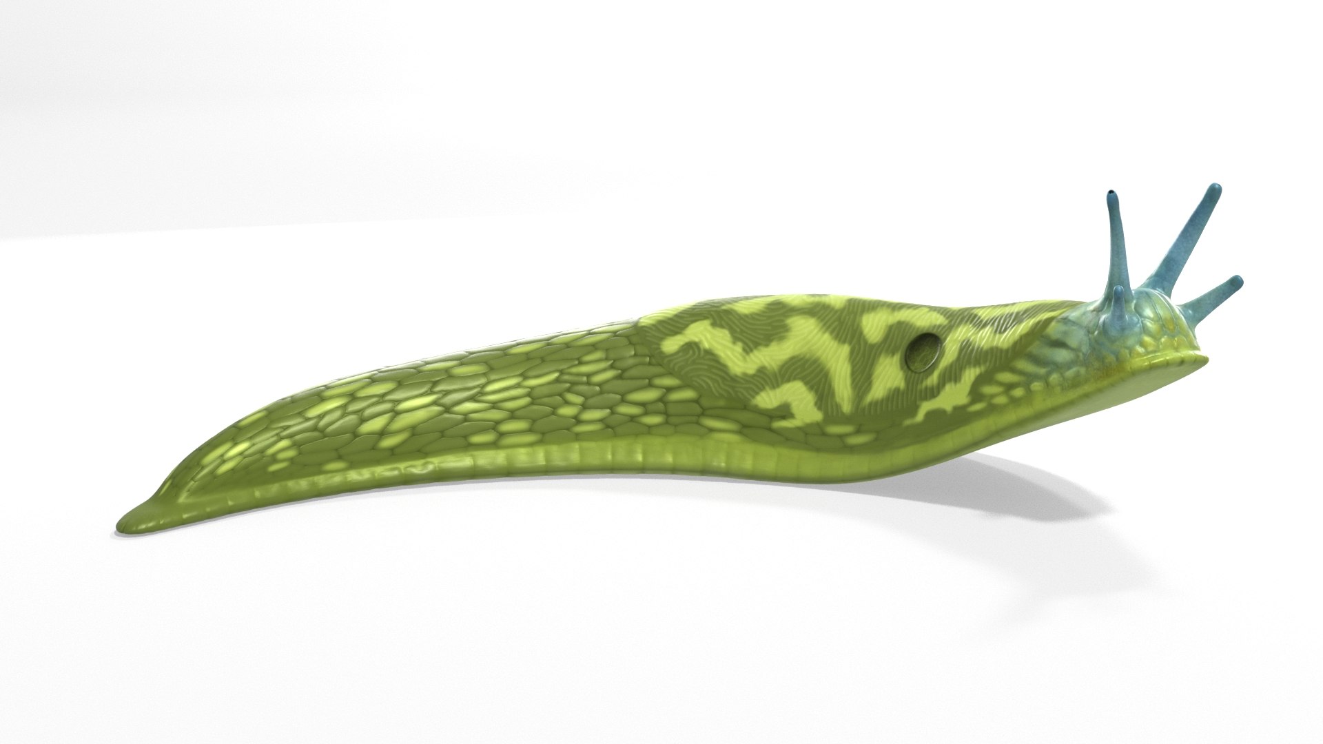 Green Leopard Slug 3D Model - TurboSquid 2044533