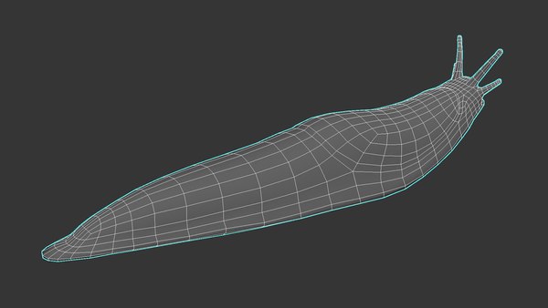 Green Leopard Slug 3D model - TurboSquid 2044533