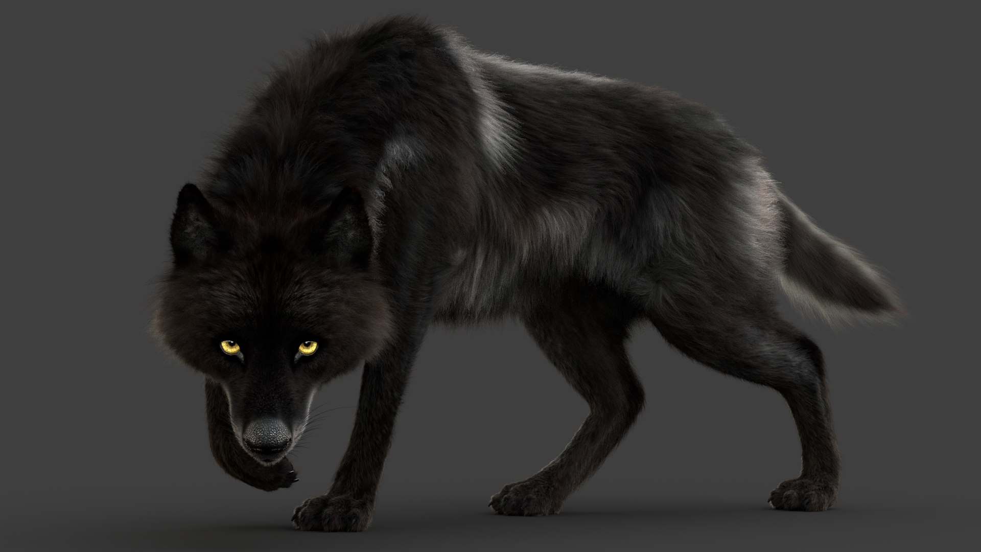 modèle 3D de Black Timber Wolf Xgen Rigged - TurboSquid 2058175