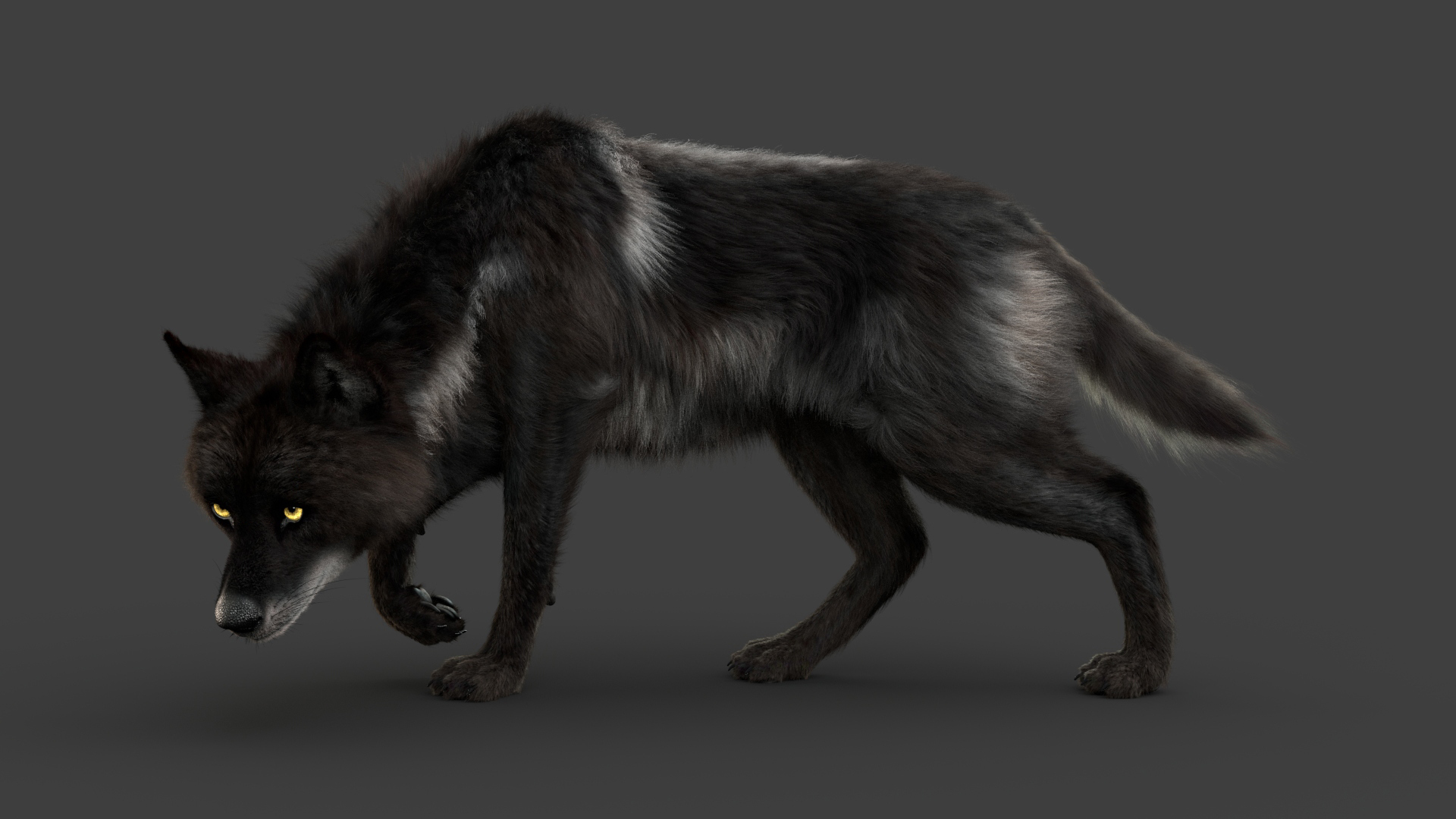 modèle 3D de Black Timber Wolf Xgen Rigged - TurboSquid 2058175