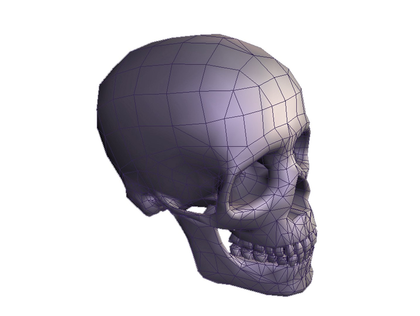 Medium Human Skull 3d 3ds
