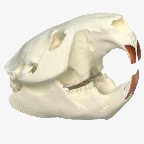 Animal Skull STL Models for Download | TurboSquid