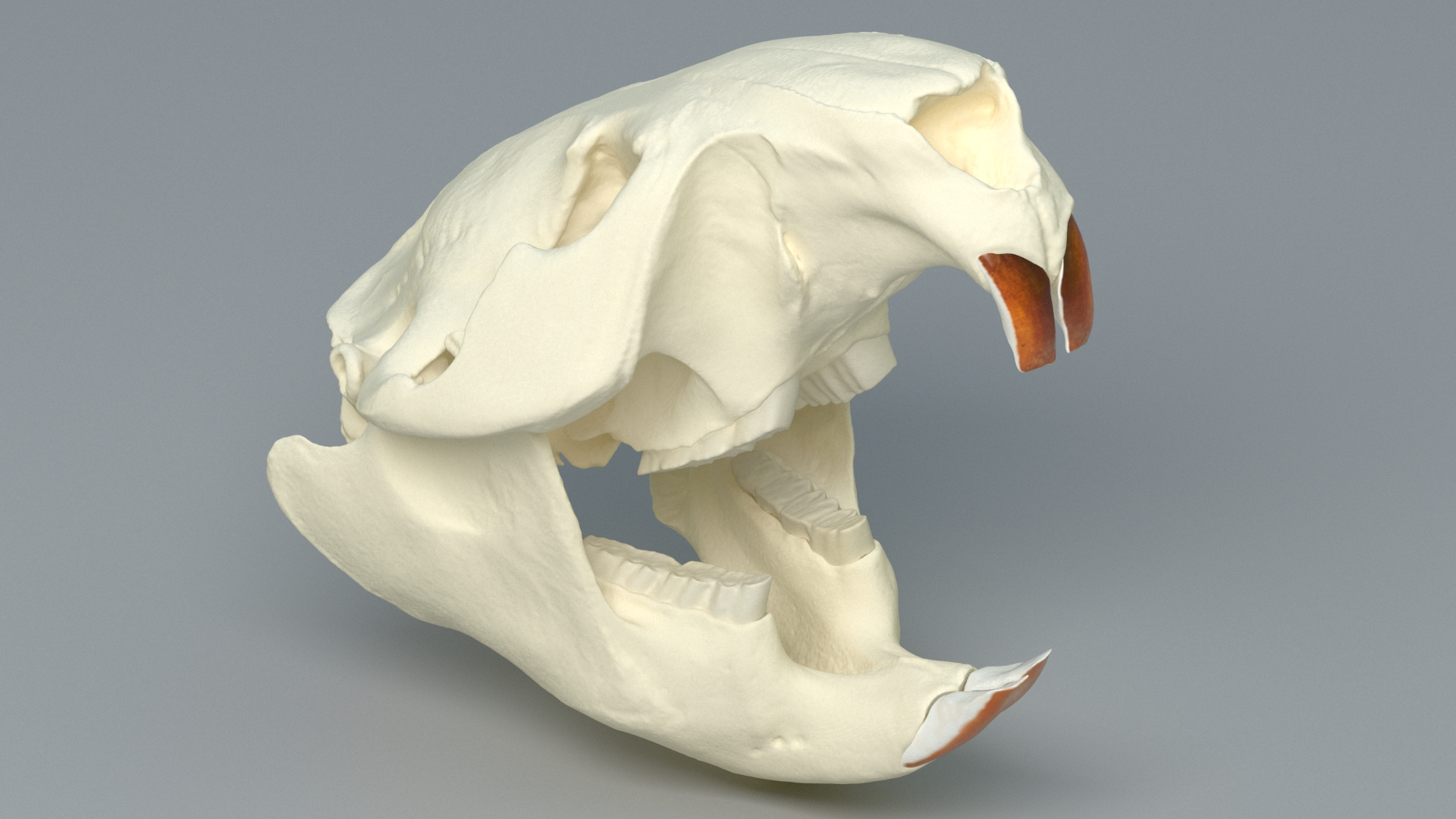 Beaver Skull 3D Model - TurboSquid 2096950